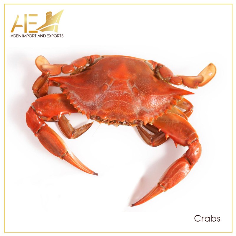 Aden Import And Export